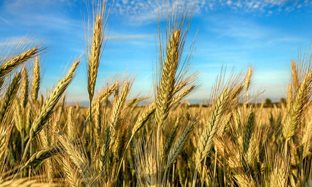 The Brilliant Booze of Maryland (Part 1): Rooted in Rye » Maryland Road ...