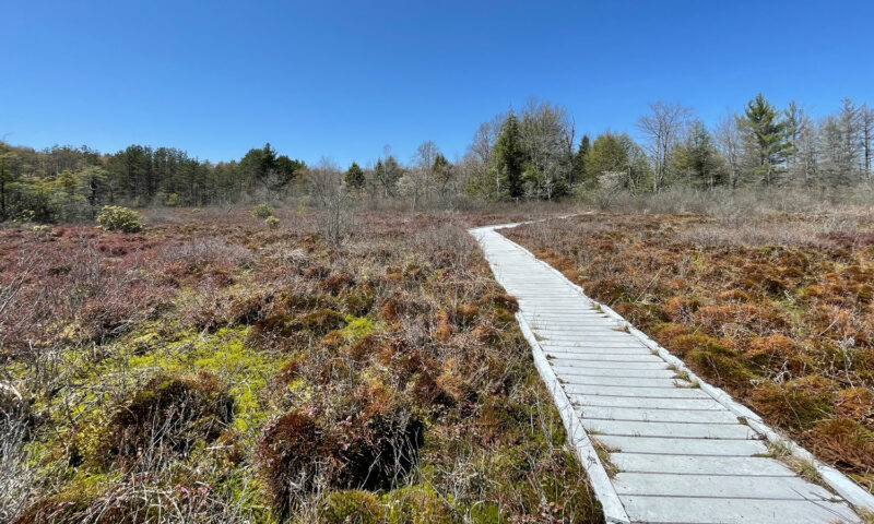 Spring Birding in Western Maryland » Maryland Road Trips
