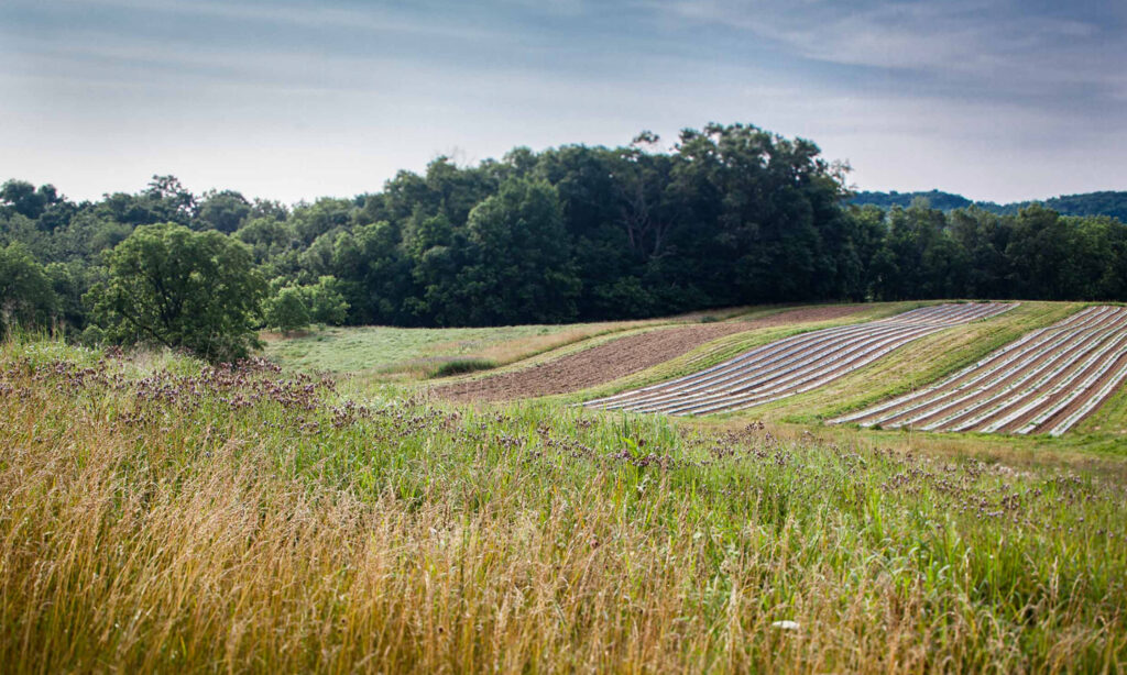 Make Some 'Thyme' for These 3 Maryland Herb Farms » Maryland Road Trips