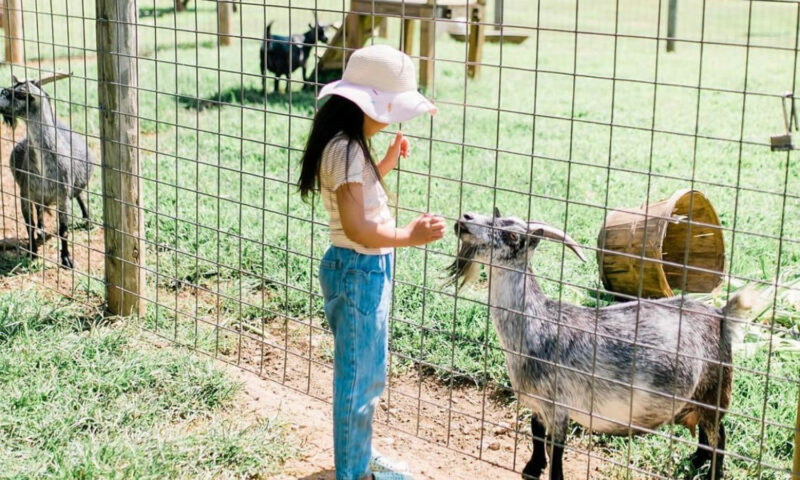 Exciting Farm Experiences in Northern Maryland » Maryland Road Trips