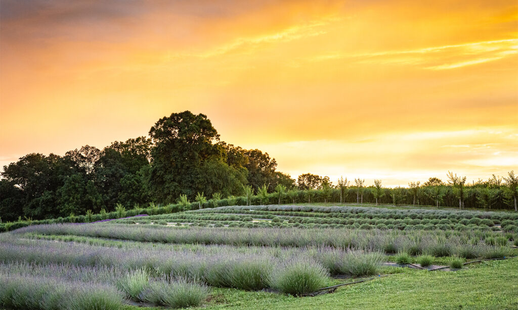 Star Bright Farm: An Inspiring Bright Spot in Baltimore County