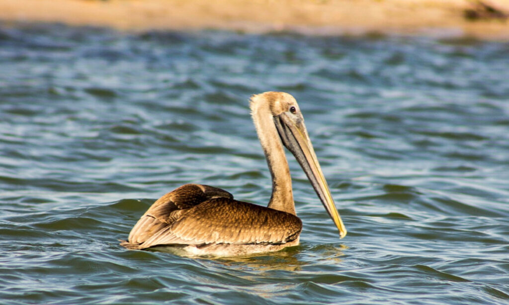 A Smith Island Pelican Tour to Remember » Maryland Road Trips