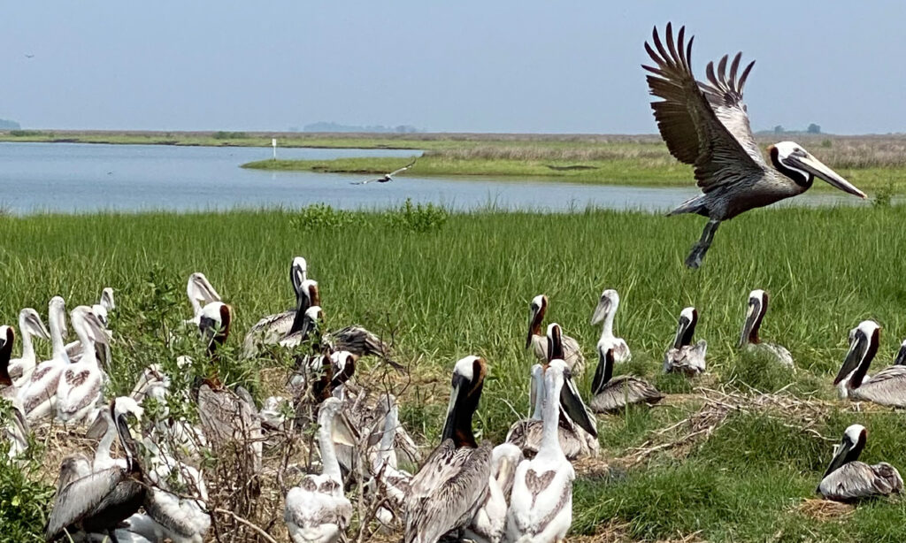 A Smith Island Pelican Tour to Remember » Maryland Road Trips