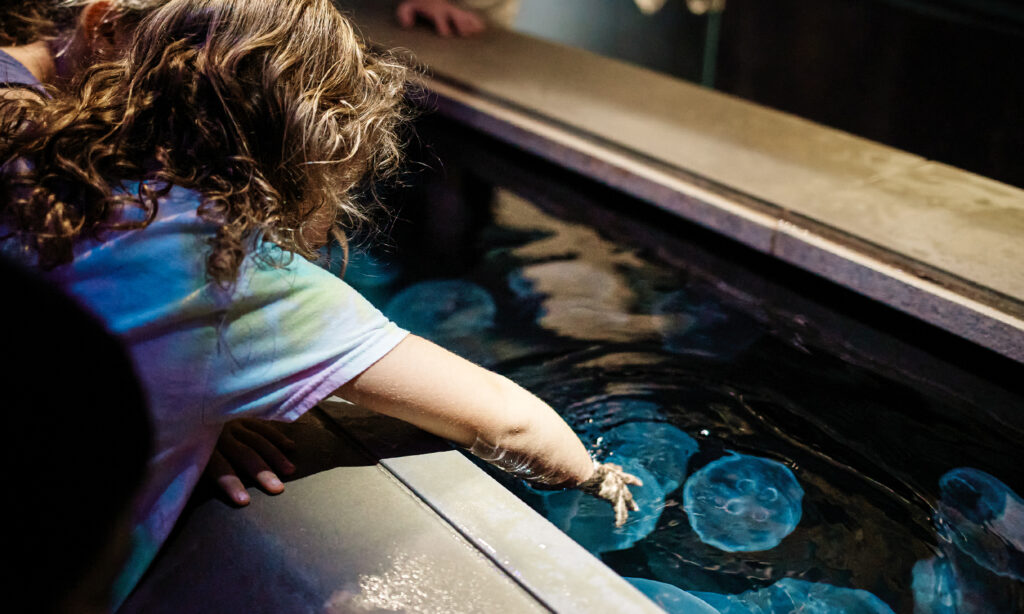 Must-Try Adventures in Maryland This Holiday Break » Maryland Road Trips