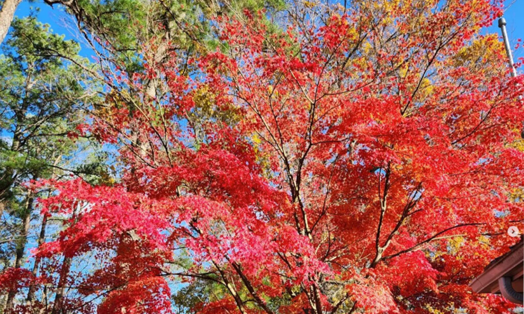 5 Maryland Arboretums for Amazing Autumn Walks » Maryland Road Trips