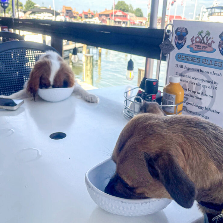 We're Pawsitive the Eastern Shore Is Dog-Friendly » Maryland Road Trips