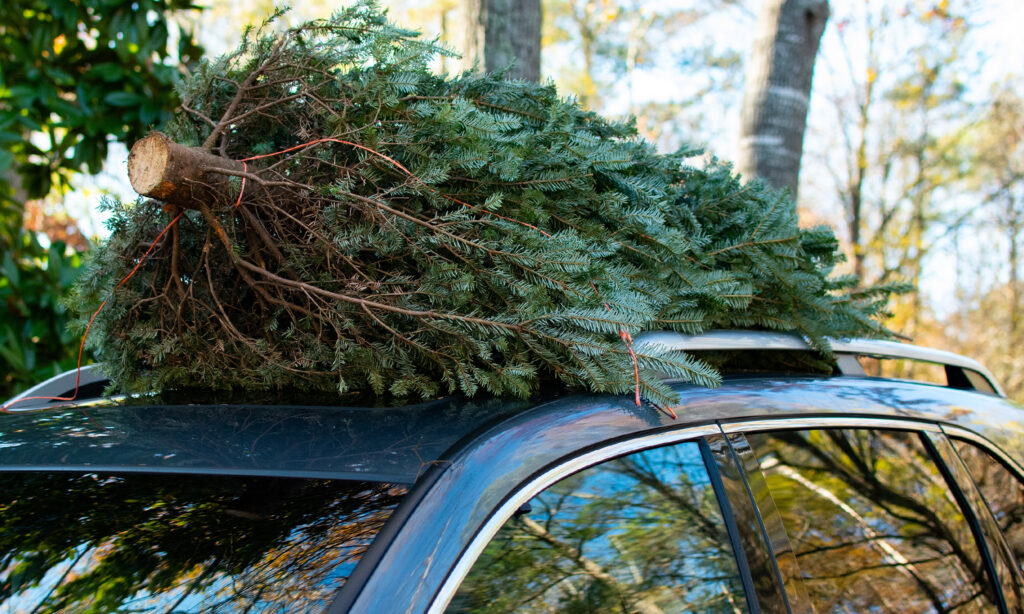 Hunt for the Perfect Tree at a Maryland Christmas Tree Farm » Maryland ...