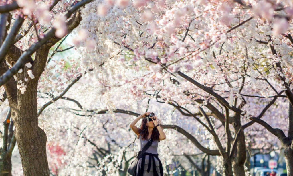 The Best Places to Enjoy Maryland’s Cherry Blossoms