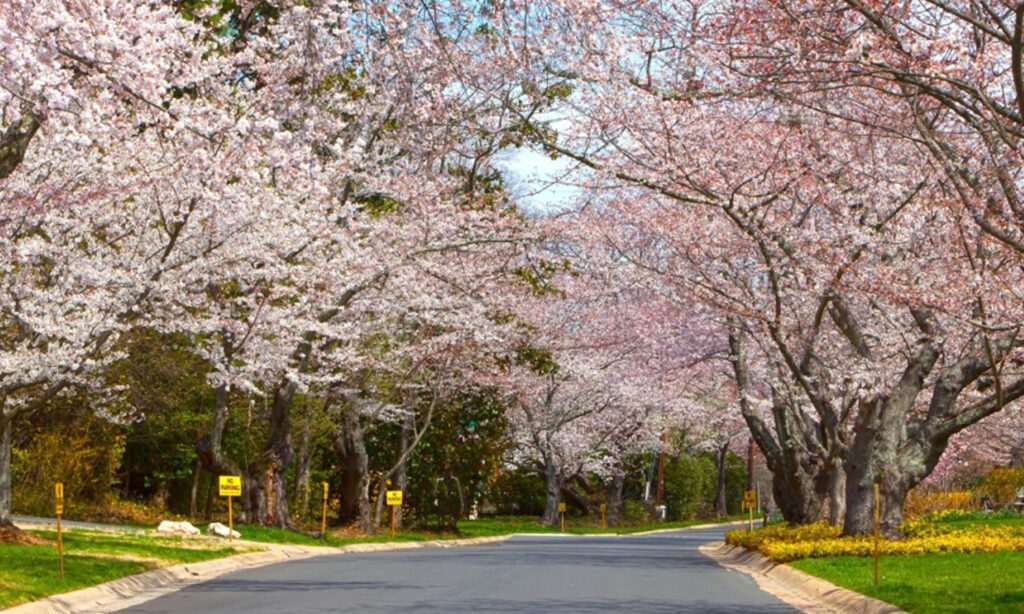 The Best Places to Enjoy Maryland’s Cherry Blossoms