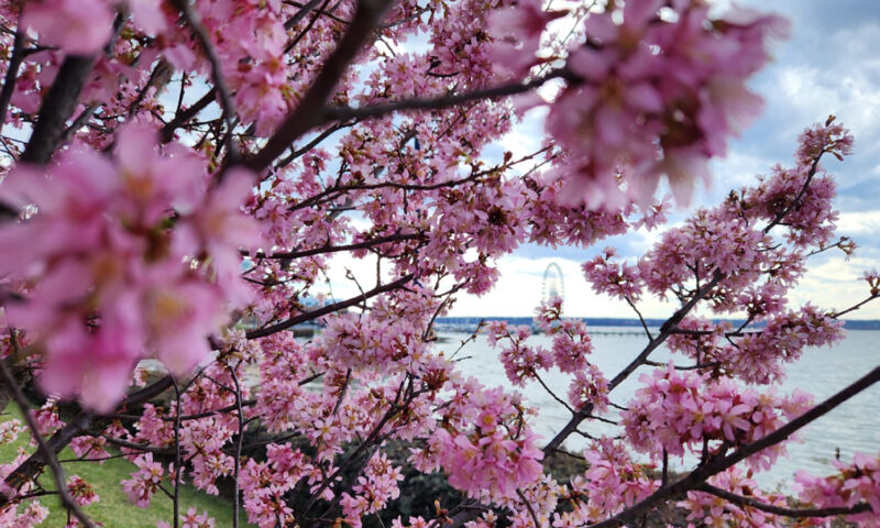 The Best Places to Enjoy Maryland’s Cherry Blossoms